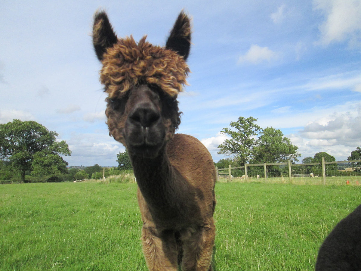 Lou's Poo. Dried Alpaca Fertiliser SHREDDED 400g. – The Archers at The ...